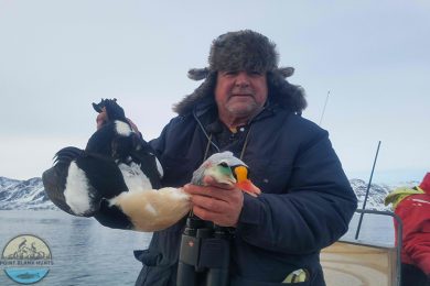 Greenland-King-Eider-duck - POINT BLANK HUNTS