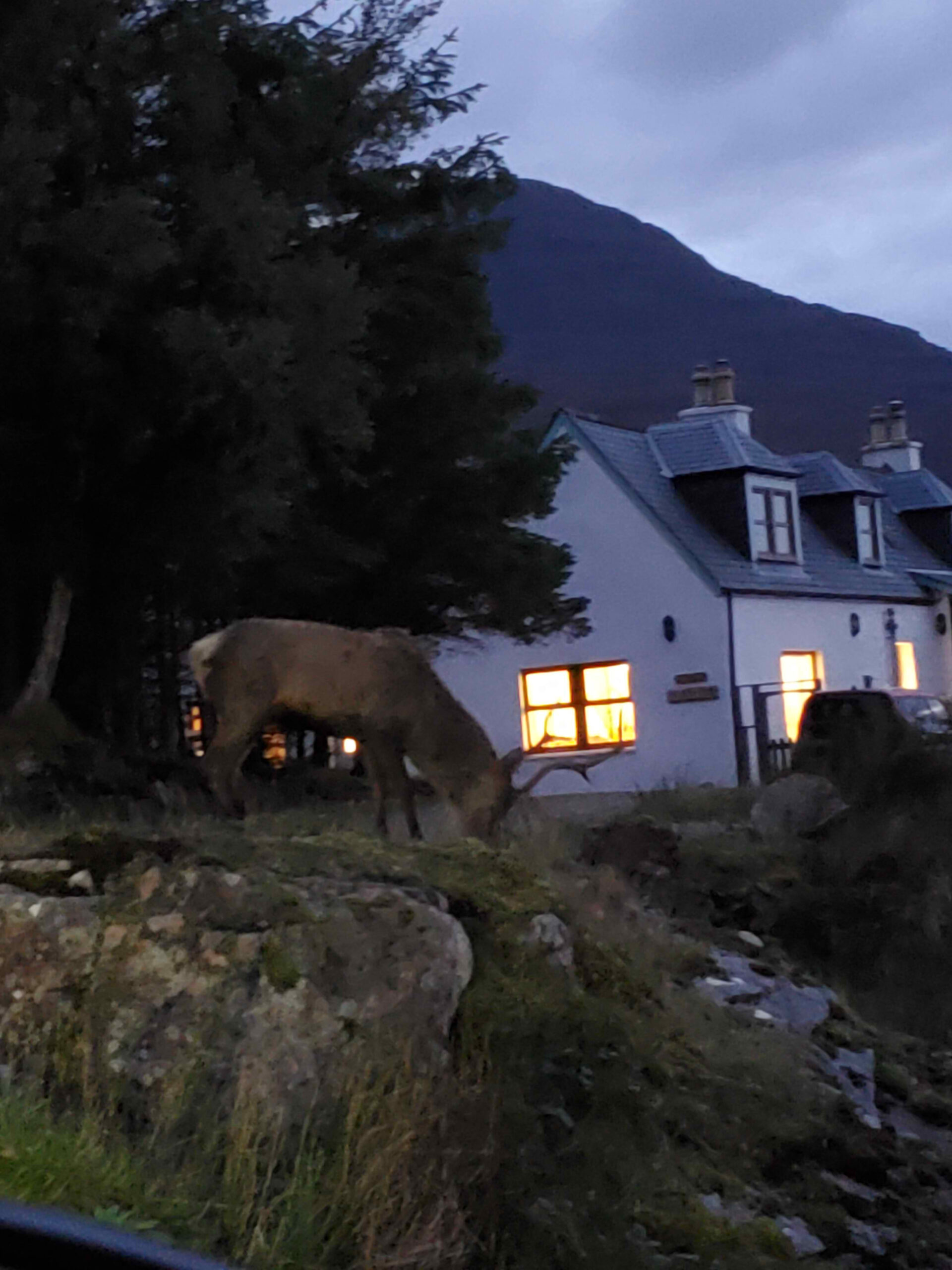 Scotland Hunting - POINT BLANK HUNTS